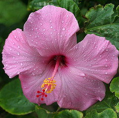 Annaly Mill | St. Croix U.S. Virgin Islands